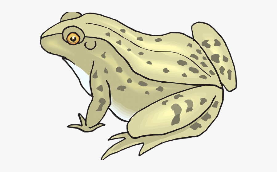 Toad Clipart , Free Transparent Clipart - ClipartKey