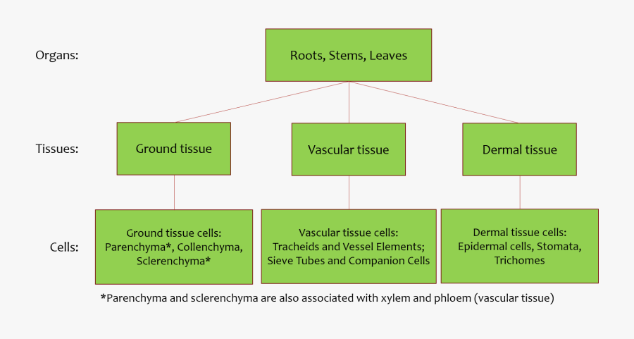 Clip Art Cross Section Of A Plant Cell - Cell Differentiation In Plants ...