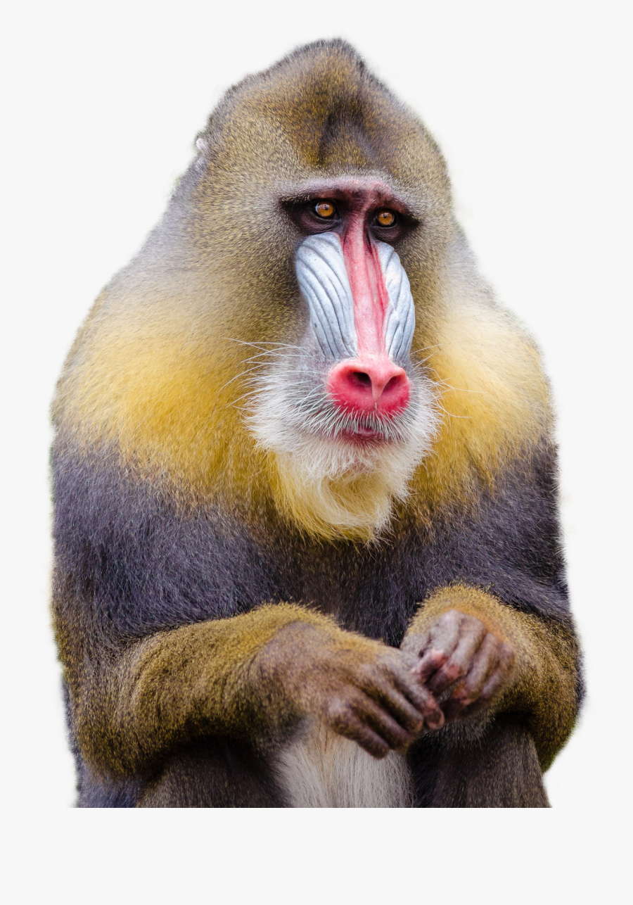 Baboon Clipart , Free Transparent Clipart - ClipartKey