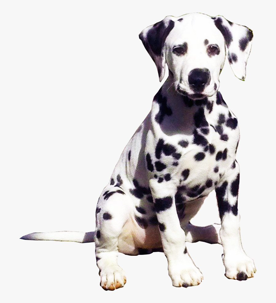 Dalmatian Png , Free Transparent Clipart - ClipartKey
