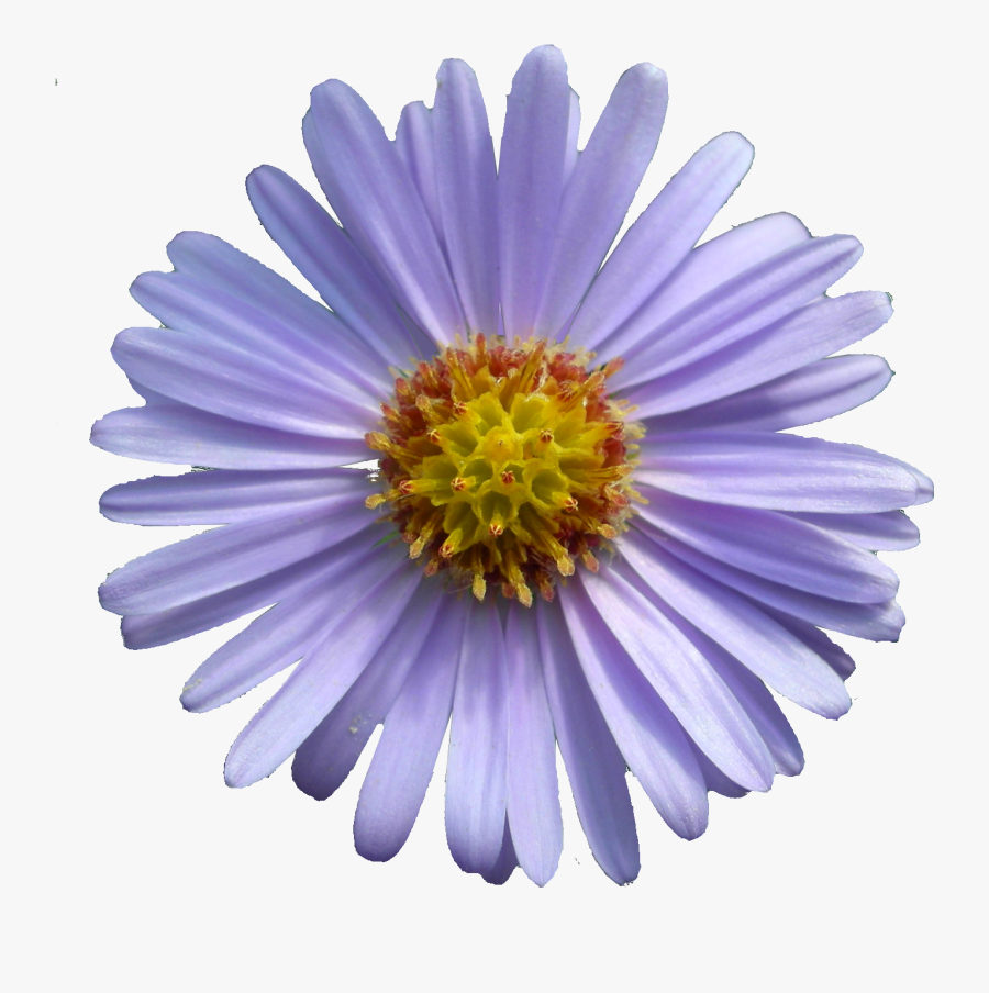 Aster Transparent , Free Transparent Clipart - ClipartKey