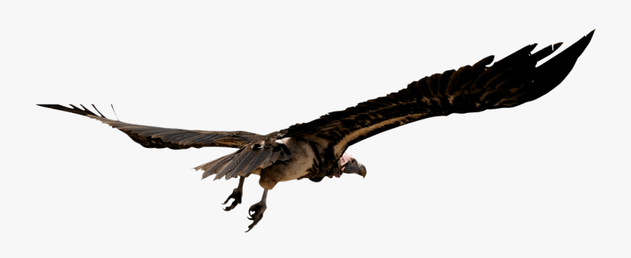 #geier - Geier Png , Free Transparent Clipart - ClipartKey