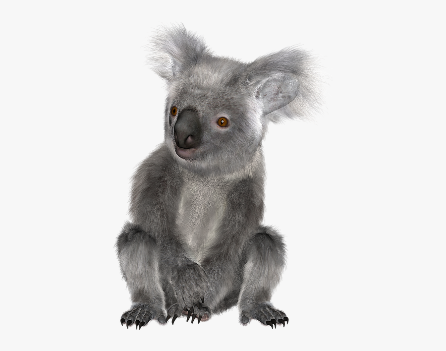 Download Koala Png Transparent Images Transparent Backgrounds - Baby ...