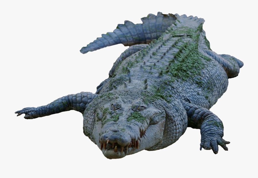 Magarmach Png , Free Transparent Clipart - ClipartKey