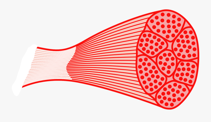 Skeletal Muscle - Muscle Clip Art , Free Transparent Clipart - ClipartKey