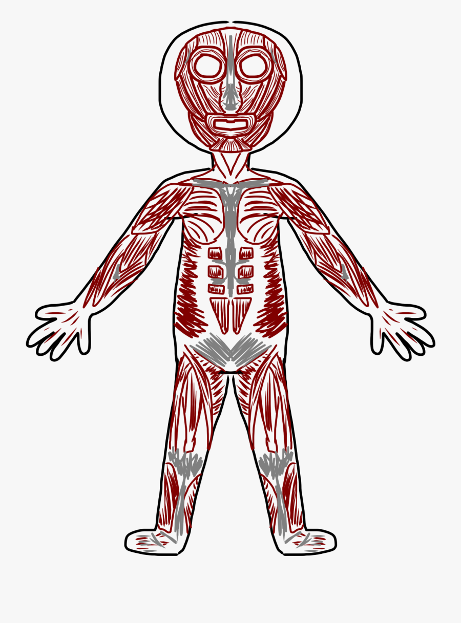 Skeletal Muscle Clip Art - Human Muscular System Clipart , Free ...