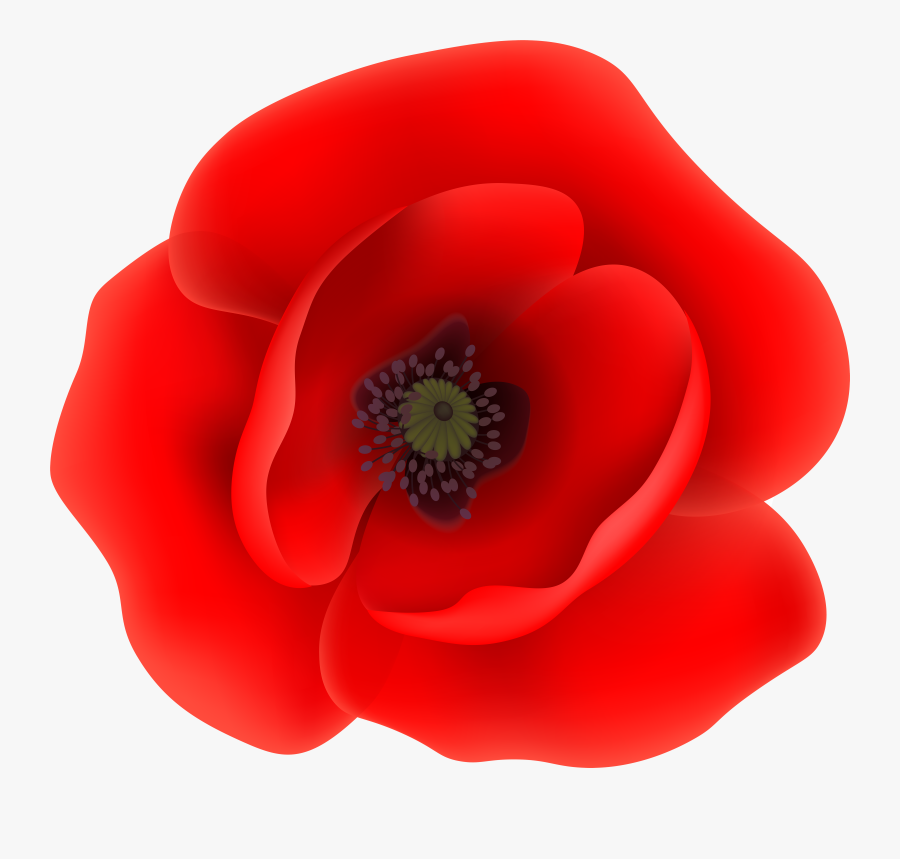 Transparent Background Poppy Flower Png , Free Transparent Clipart ...