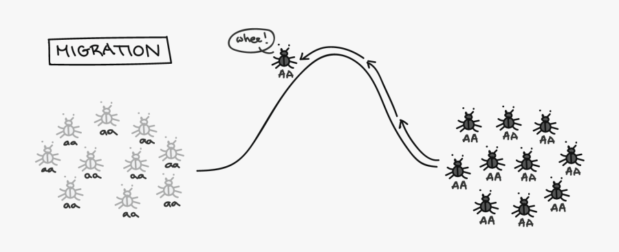 Gene Flow Drawing , Free Transparent Clipart - ClipartKey