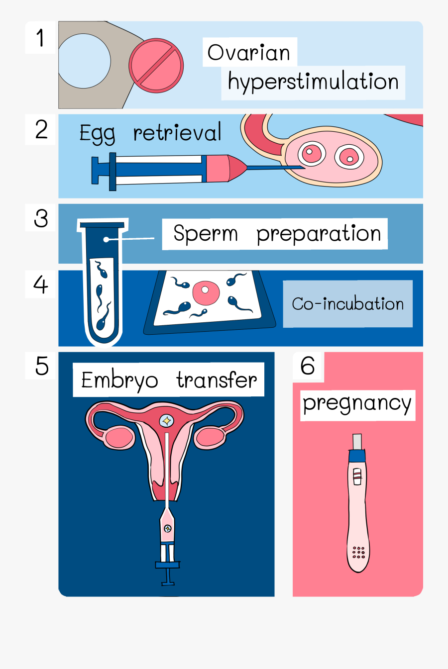Process Of Ivf Flowchart , Free Transparent Clipart - ClipartKey