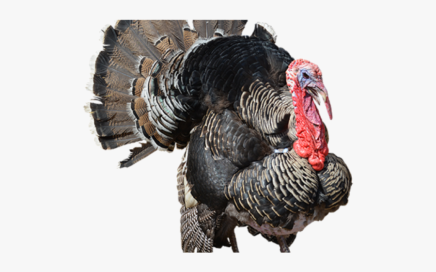 Turkey Png Transparent , Free Transparent Clipart - ClipartKey