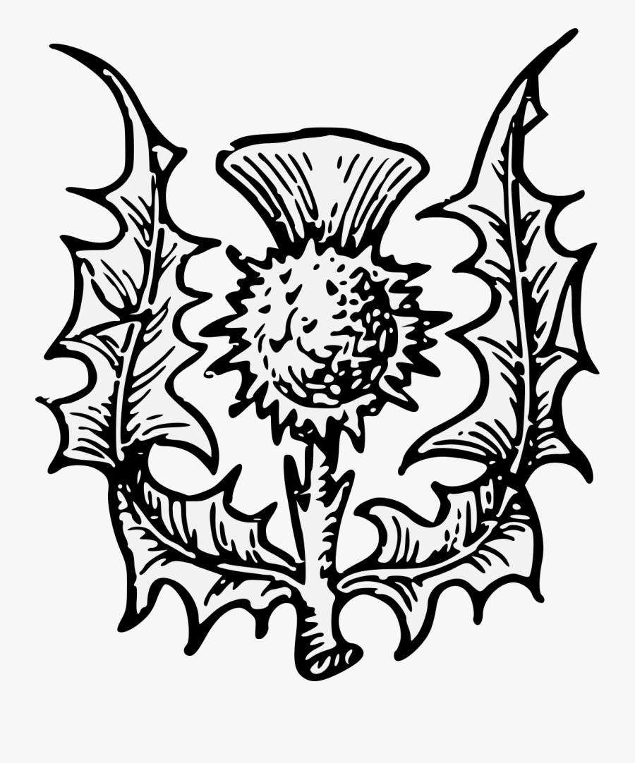 Heraldic Thistle Clipart , Png Download - Scottish Thistle , Free ...
