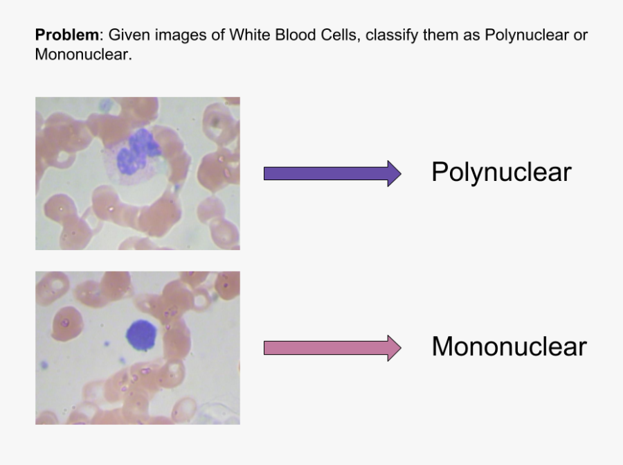 Mononuclear And Polynuclear Cells , Free Transparent Clipart - ClipartKey