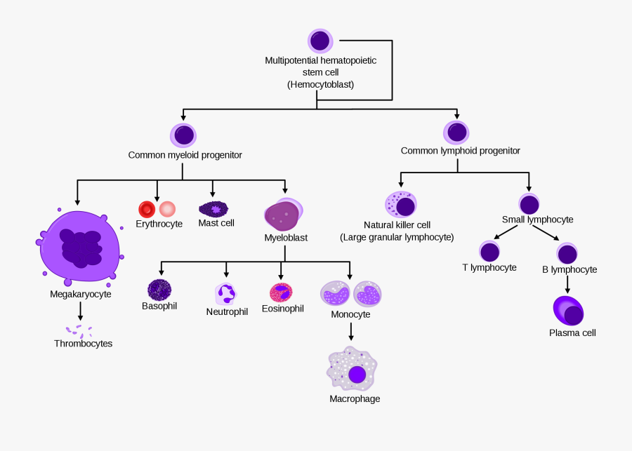 Cd34+ Cells , Free Transparent Clipart - ClipartKey
