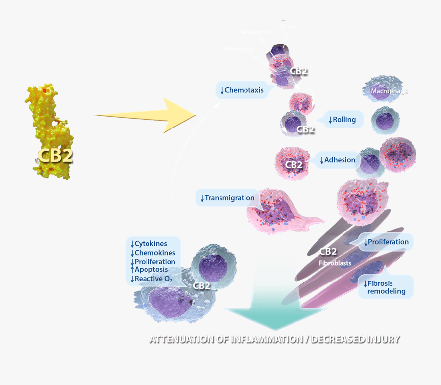 Inflamacion Png , Free Transparent Clipart - ClipartKey