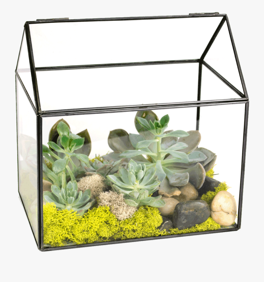Transparent Succulent Png - Succulent Terrarium Png , Free Transparent ...