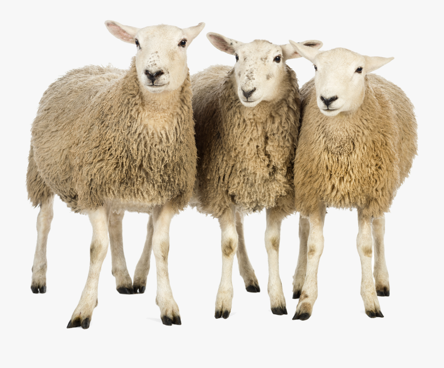 Clipart Sheep Three , Free Transparent Clipart - ClipartKey