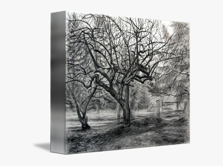 Apple Tree Drawing - Grove , Free Transparent Clipart - ClipartKey