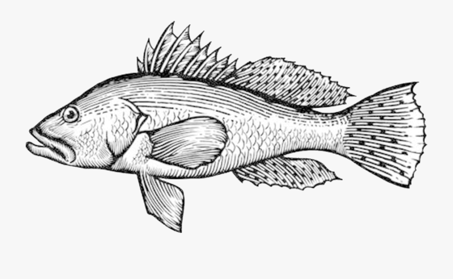 Sea Bass Clip Art , Free Transparent Clipart - ClipartKey