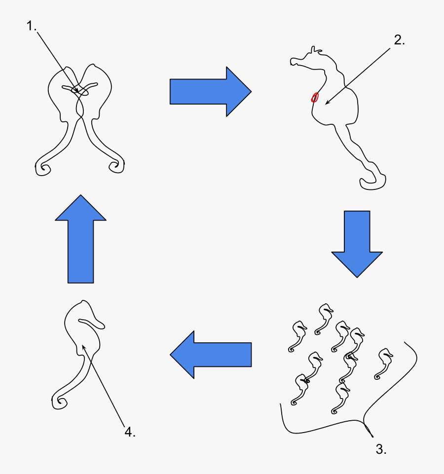 Dwarf Seahorse Life Cycle , Free Transparent Clipart - ClipartKey