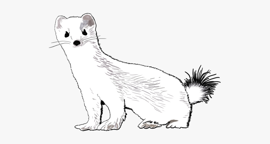 Mink Drawing Stoat - Ermine Png , Free Transparent Clipart - ClipartKey