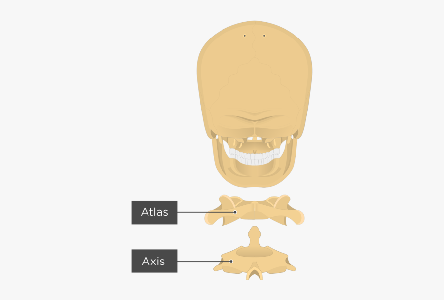 Atlas Bone , Free Transparent Clipart - ClipartKey