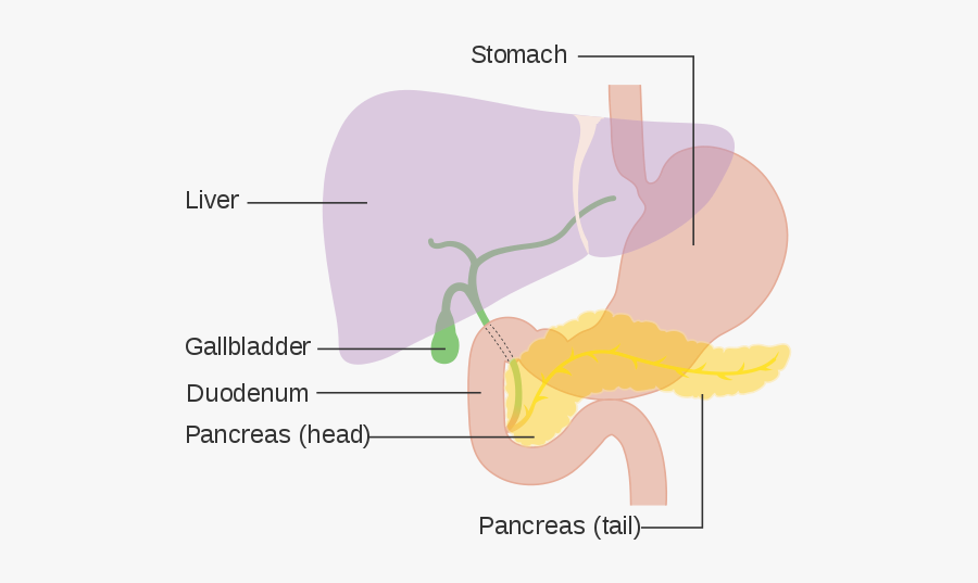 Hpb Cancer , Free Transparent Clipart - ClipartKey