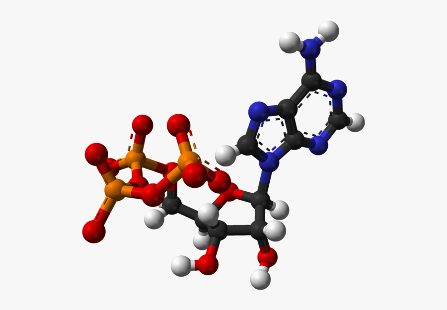 Atp 3d Structure , Free Transparent Clipart - ClipartKey