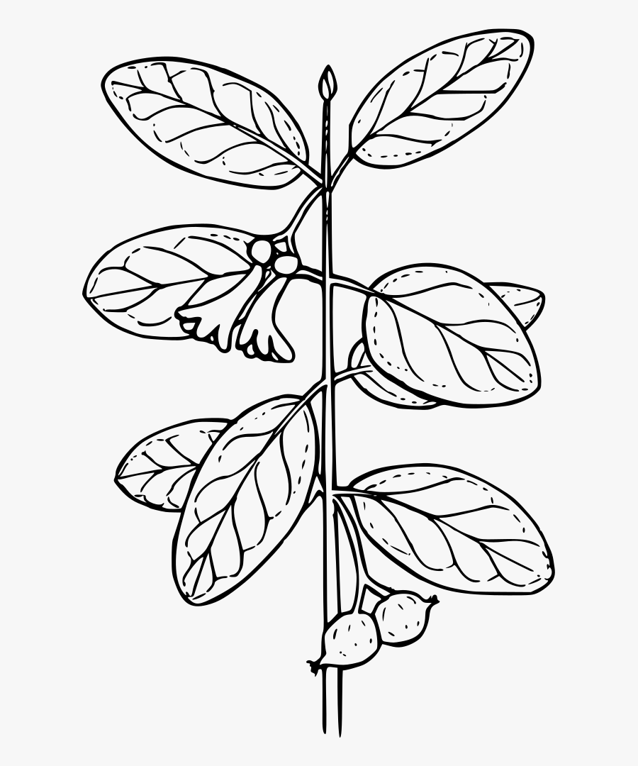 Utah Honeysuckle - Honeysuckle Coloring Page , Free Transparent Clipart ...