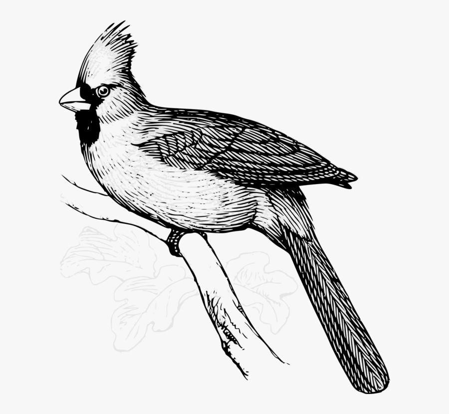 Wildlife,art,monochrome Photography - Cardinal Black And White , Free ...