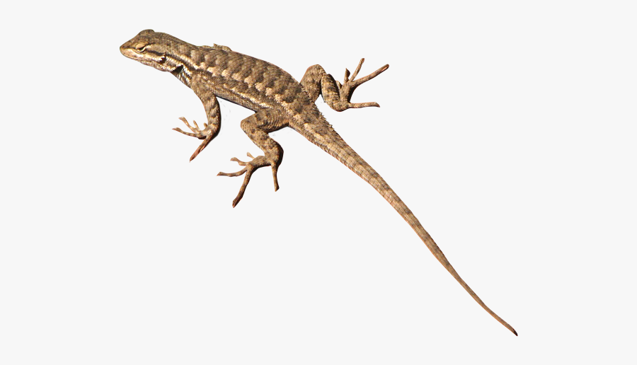 Transparent Background Lizard Png , Free Transparent Clipart - ClipartKey