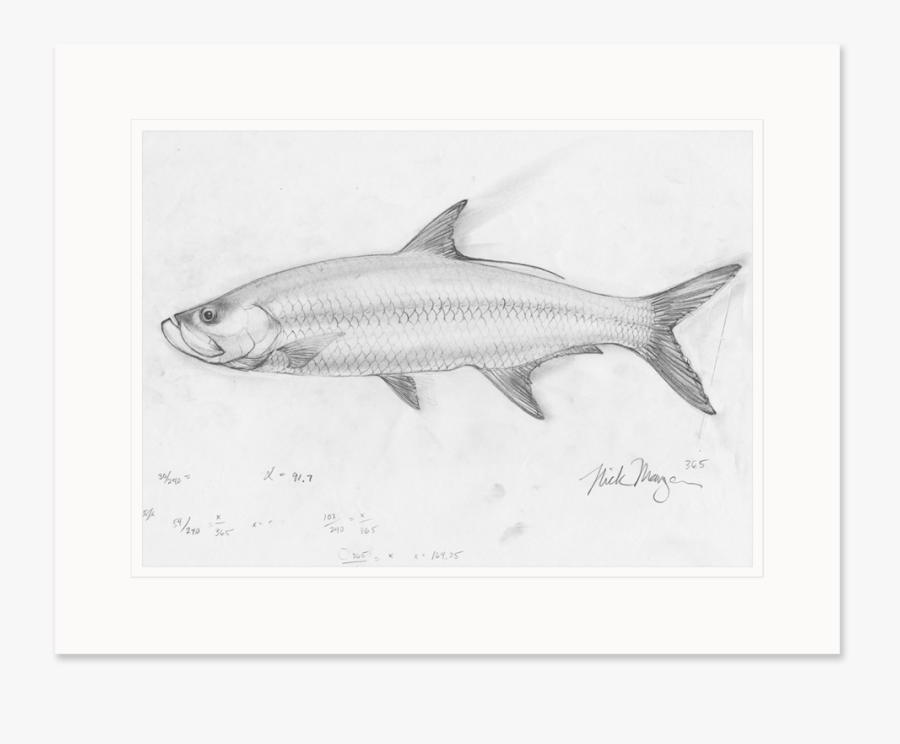 Picture Library Tarpon Drawing - Trout , Free Transparent Clipart ...