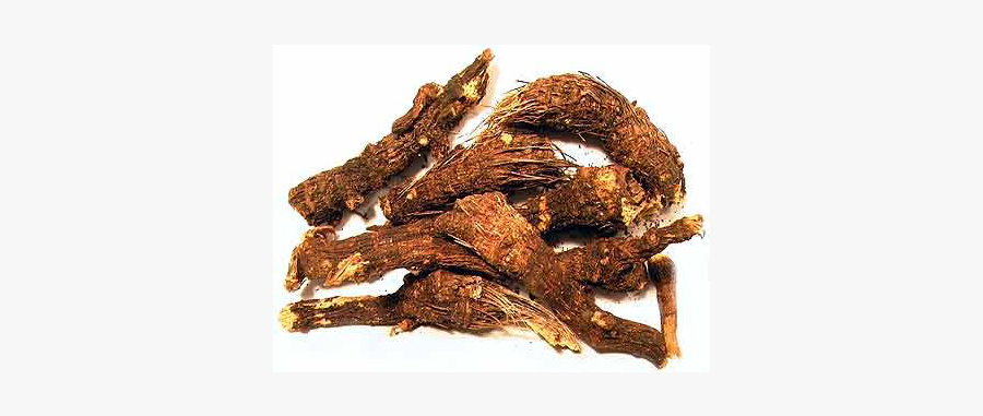 Clip Art Chinese Fleeceflower - Osha Roots , Free Transparent Clipart ...