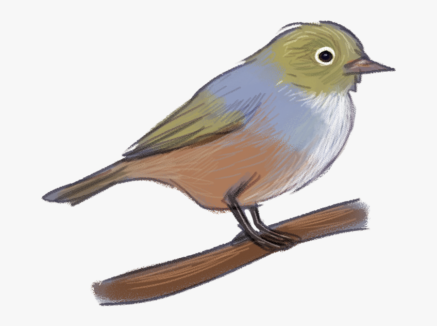 Ducks Clipart Wetland Animal - Silver Eye Bird Transparent , Free ...