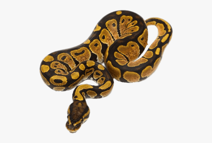 Ball Python - Python Snake , Free Transparent Clipart - ClipartKey