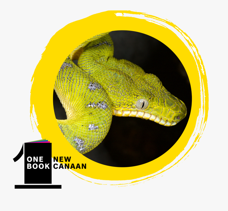 Python - Burmese Python , Free Transparent Clipart - ClipartKey