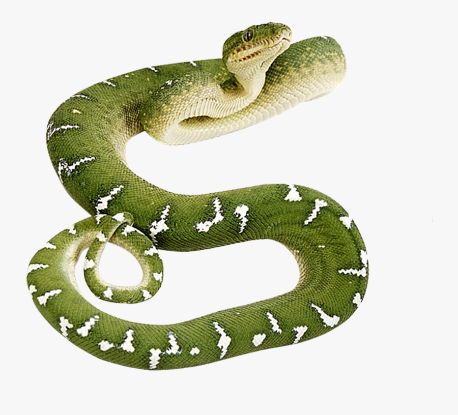 Boa - Transparent Green Snake Png , Free Transparent Clipart - ClipartKey