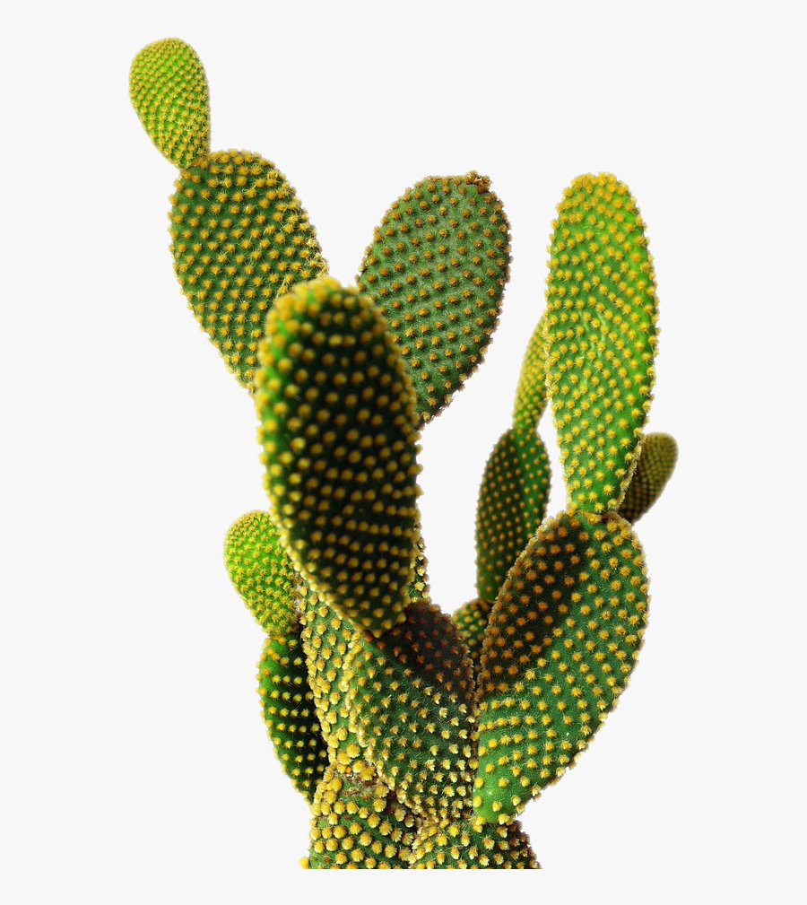 Cactus Transparent Background , Free Transparent Clipart - ClipartKey
