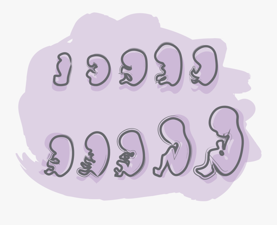 Embryo Clipart , Free Transparent Clipart - ClipartKey