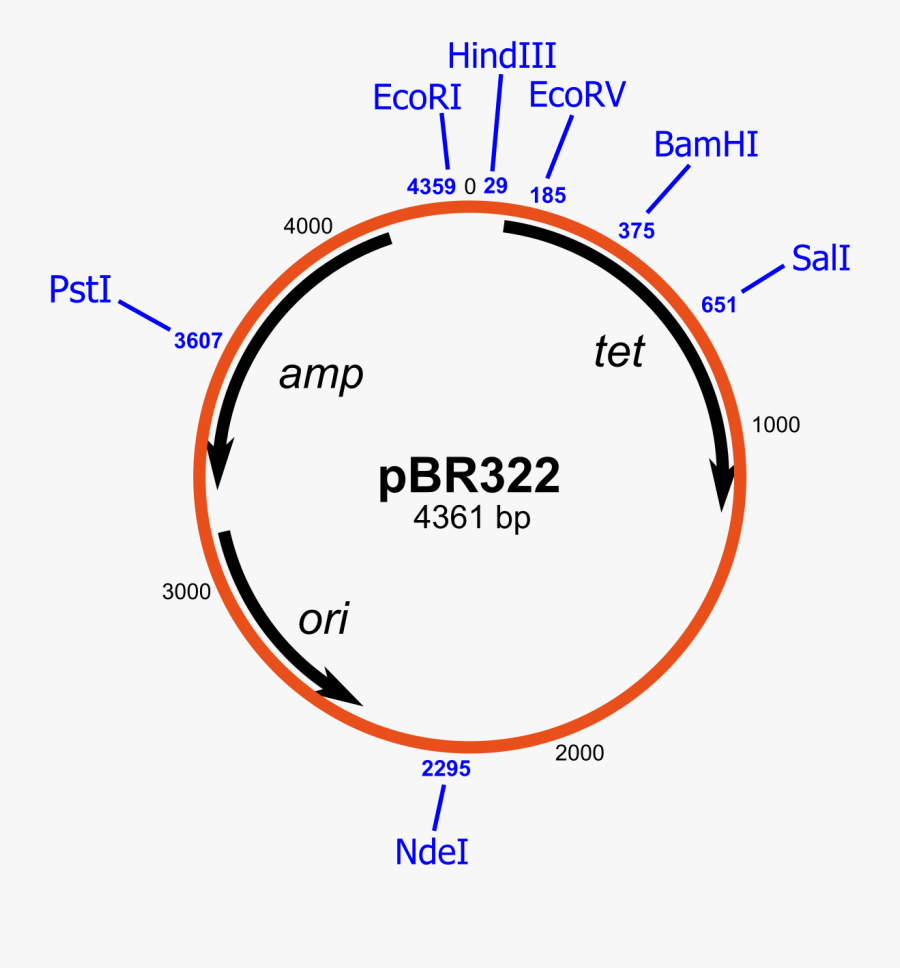 Growth Vector Three - Pbr322 Vector , Free Transparent Clipart - ClipartKey