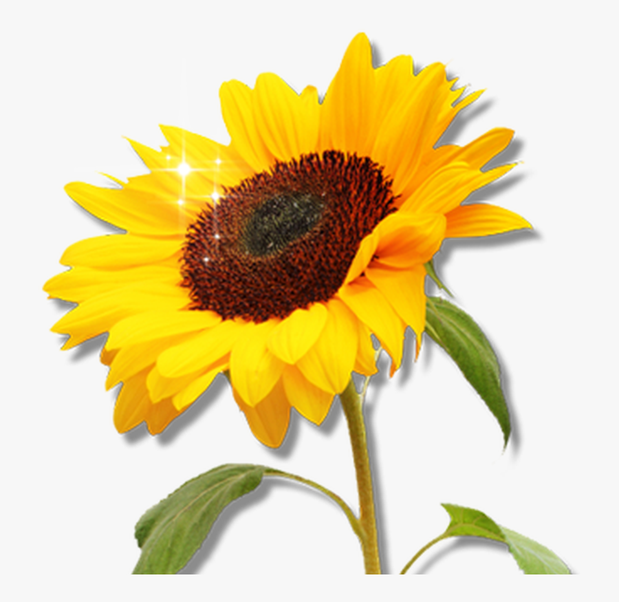 Free Sunflower Garden Clipart Image 8566, Sunflower - Portable Network ...