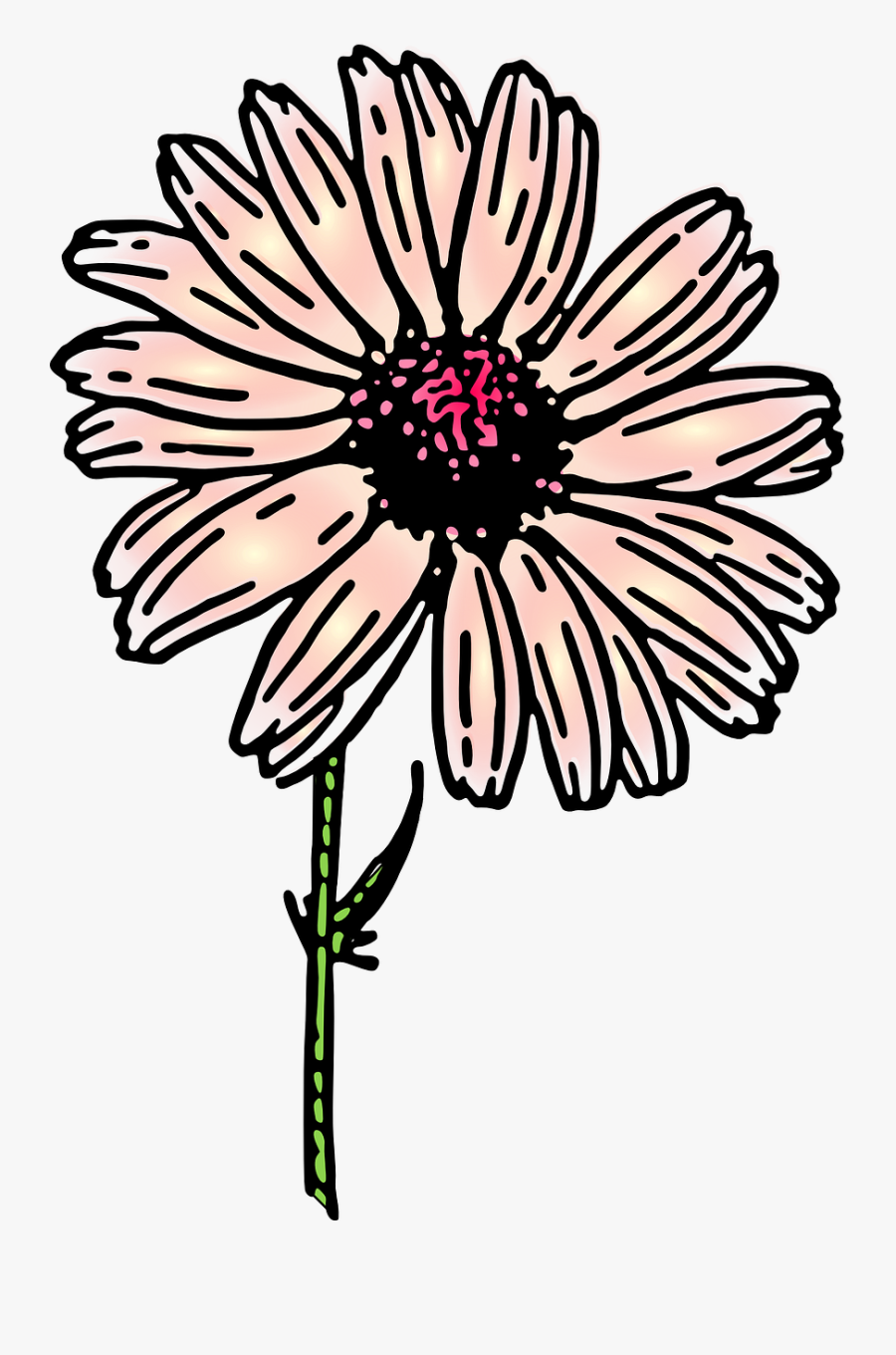Colored Daisy - Clip Art , Free Transparent Clipart - ClipartKey