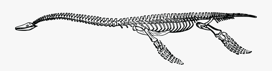Draw A Plesiosaurus Skeleton , Free Transparent Clipart - ClipartKey