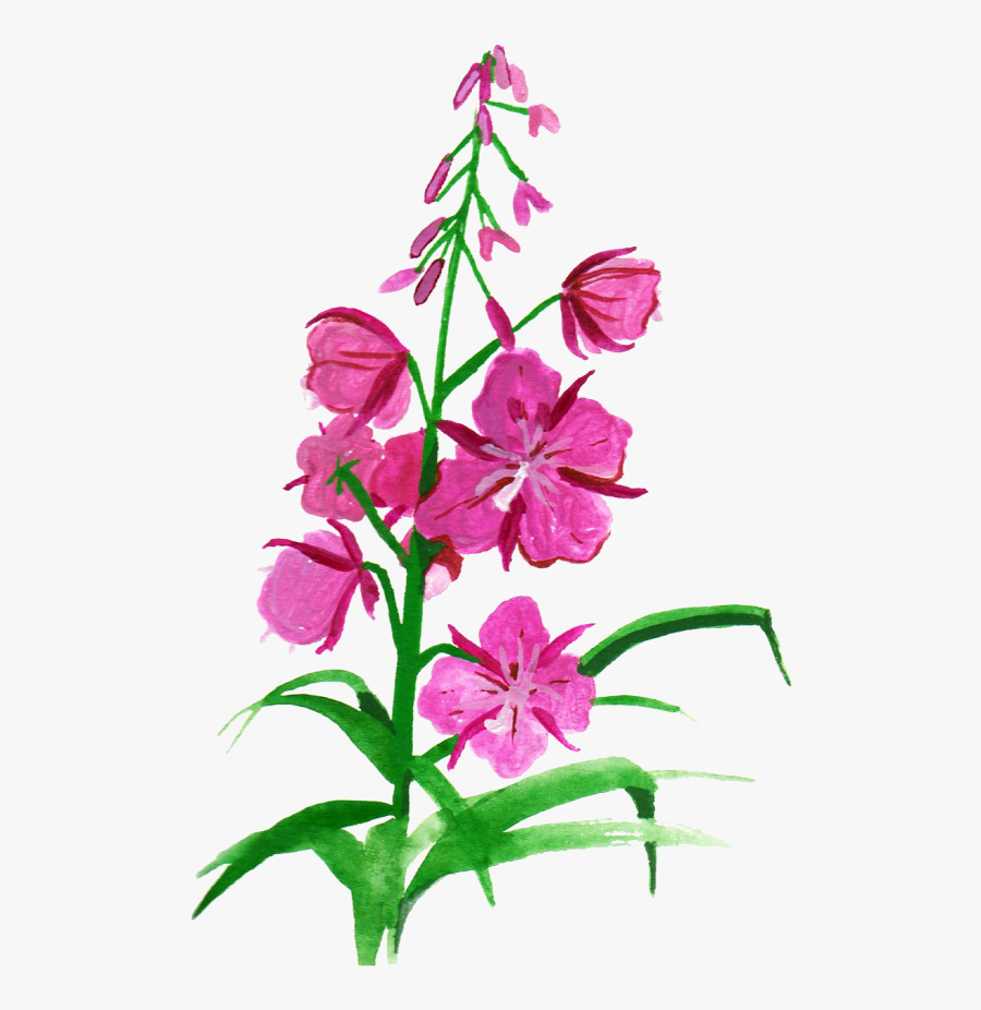 Bluebonnet Vector Botanical - Fireweed Clipart Png , Free Transparent ...