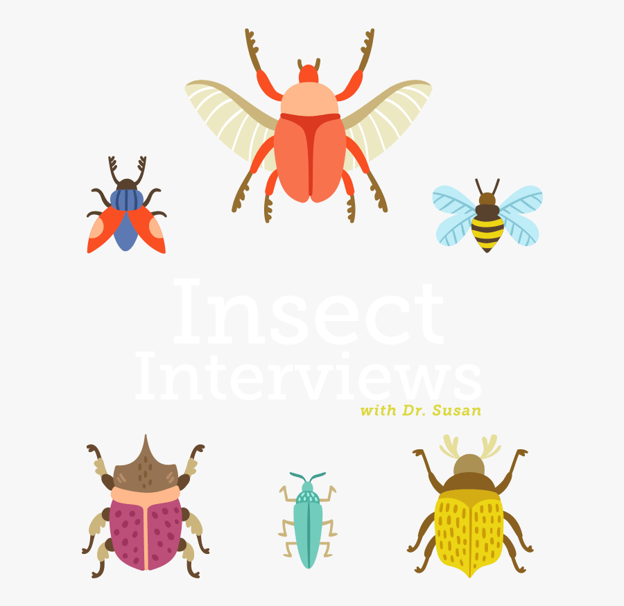 Weevil , Free Transparent Clipart - ClipartKey