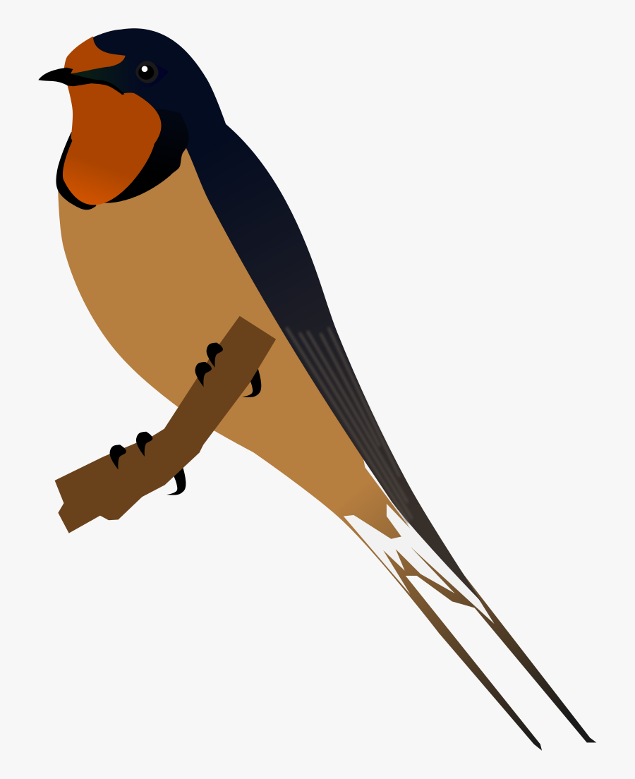 Barn Swallow Png Image - Barn Swallow Vector Free , Free Transparent ...