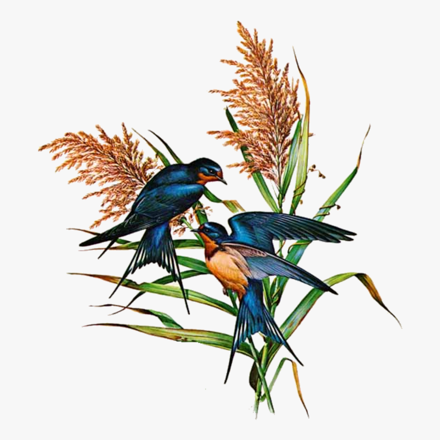 Barn Swallow Png Photo - Barn Swallow , Free Transparent Clipart ...