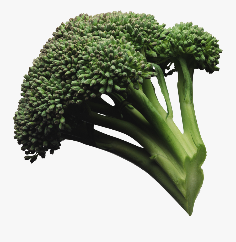Broccoli Transparent Background - Broccoli Without Background , Free ...