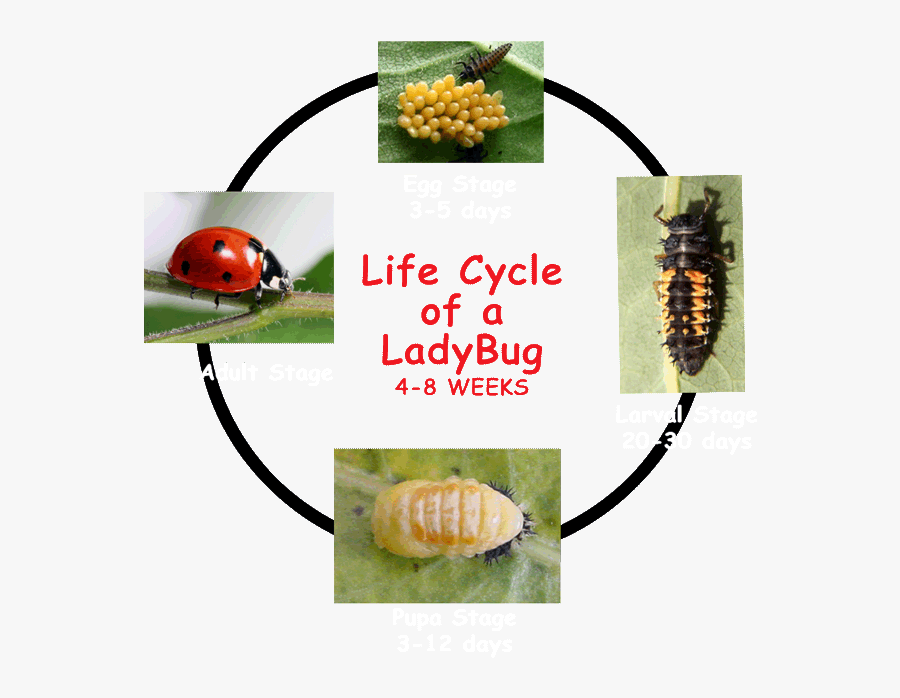 Kids Growing Strong A - Life Cycle Ladybug Larva , Free Transparent ...