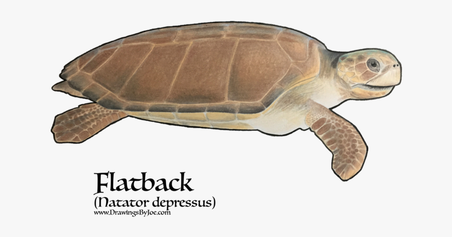 Amphibian Drawing Sea Turtle - Flatback Sea Turtle Drawing , Free ...