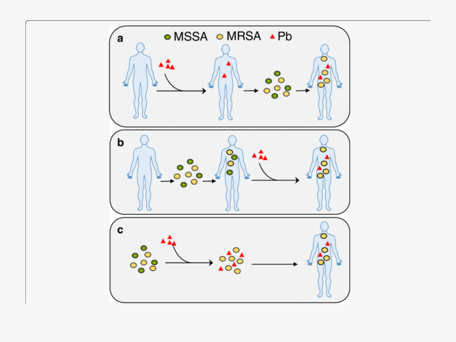 Diagram Of The Natural Histories Of Pb And Mrsa Exposure - Cartoon ...